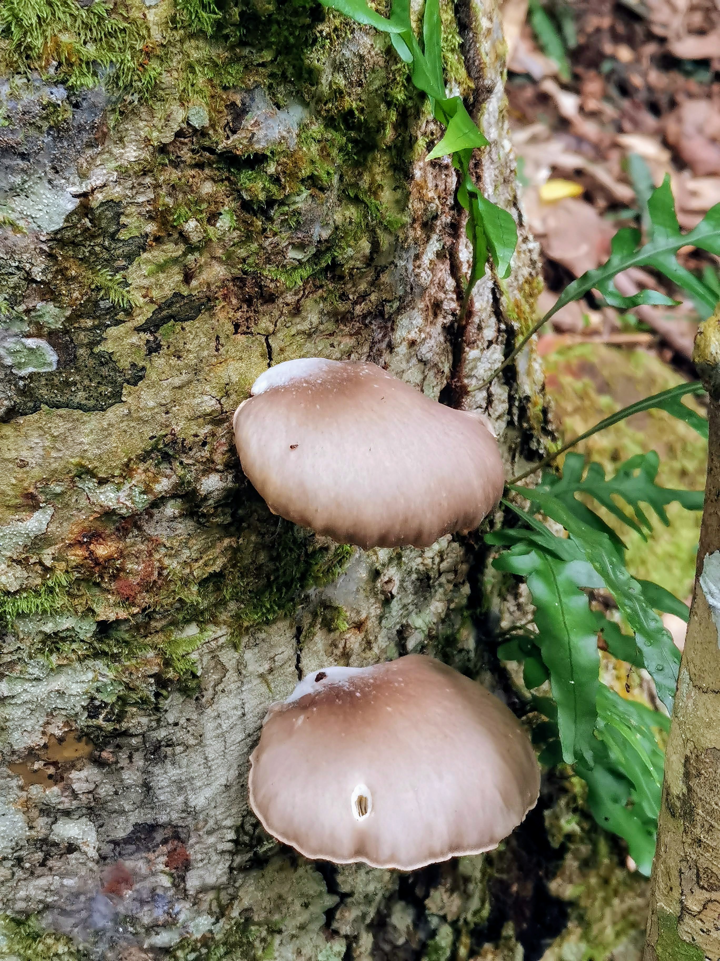 Uncovering the hidden beauty & unrealised benefits of fungi